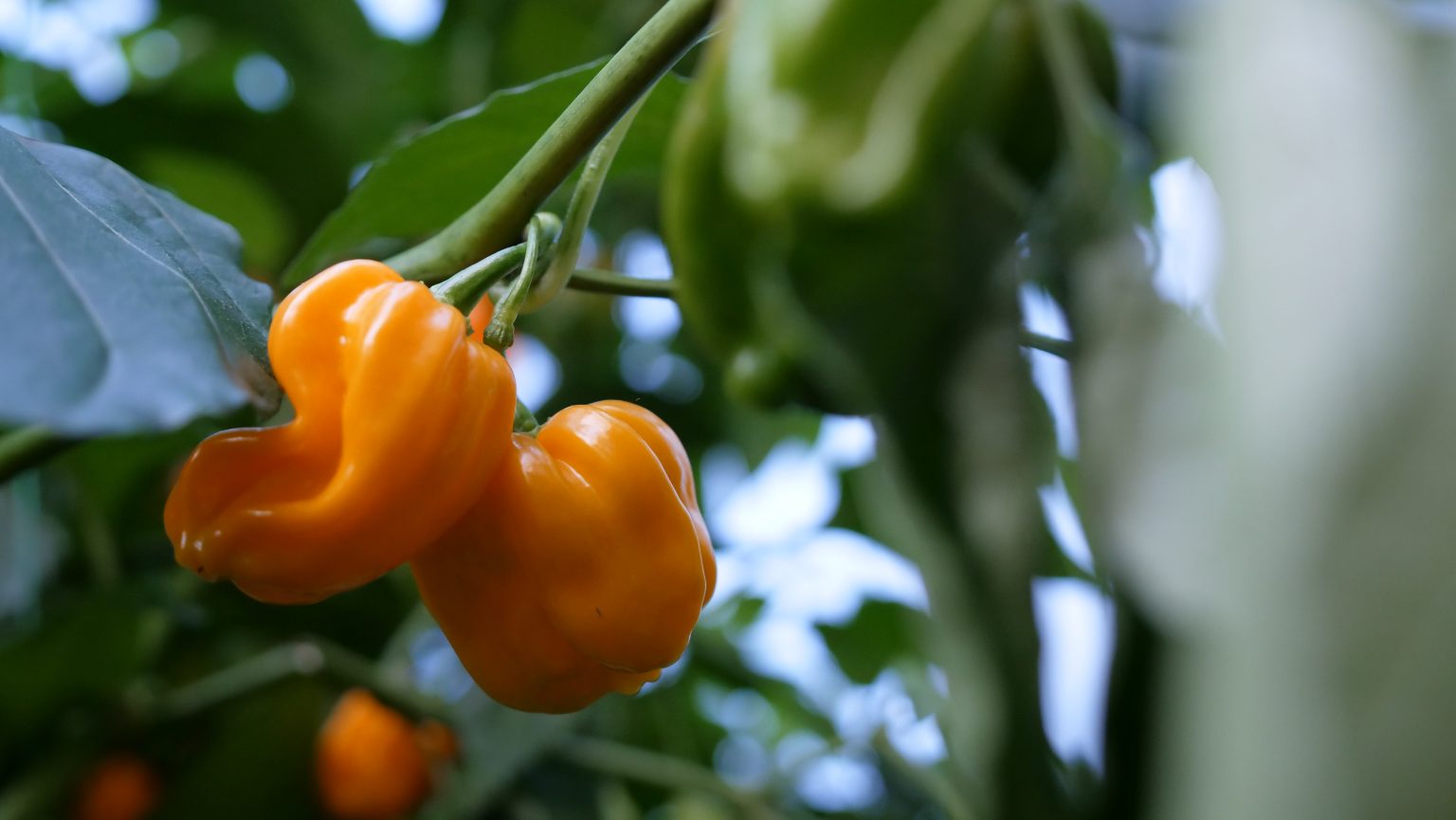 Capsicum Chinense - ChilliChump Seeds