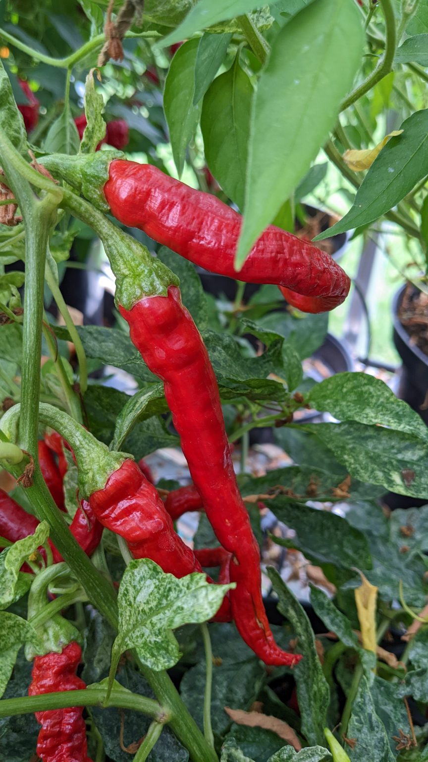 Capsicum Annuum • ChilliChump Seeds