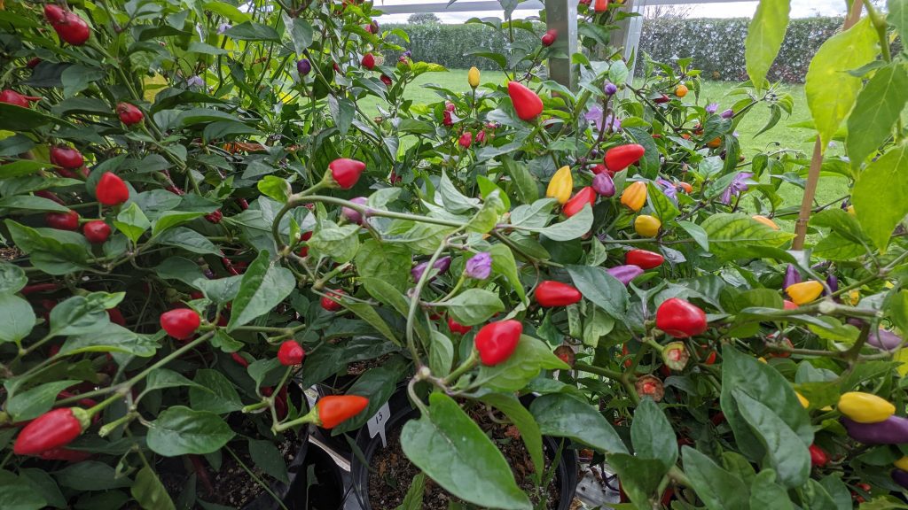 Capsicum Annuum - ChilliChump Seeds