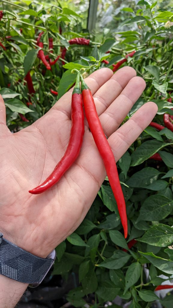 Kashmiri Mirch Seeds