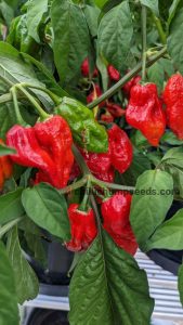 Naga Morich Seeds
