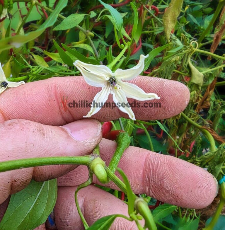 Mild - ChilliChump Seeds