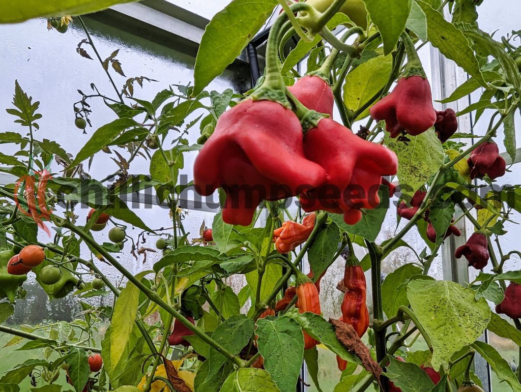 Mild • ChilliChump Seeds