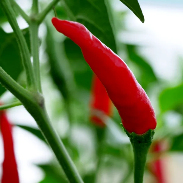 Species • ChilliChump Seeds