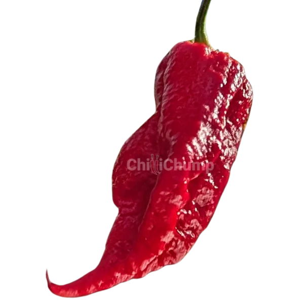 Gasoline Chilli Seeds