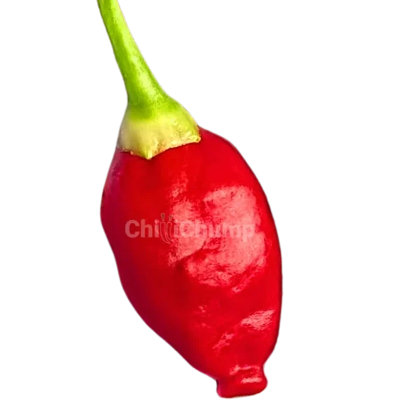 Inca Berry Seeds